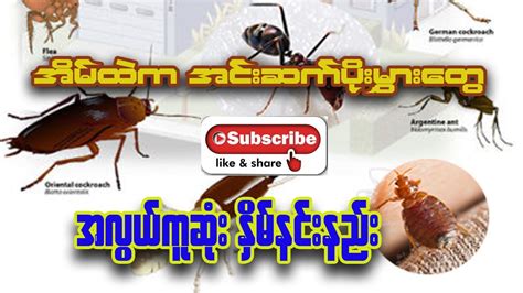 အိမ်မှာစိတ်အနှောင့်ယှက်ဖြစ်စေတဲ့ အင်းဆက်ပိုးမွှားများ နှိမ်နင်းနည်း