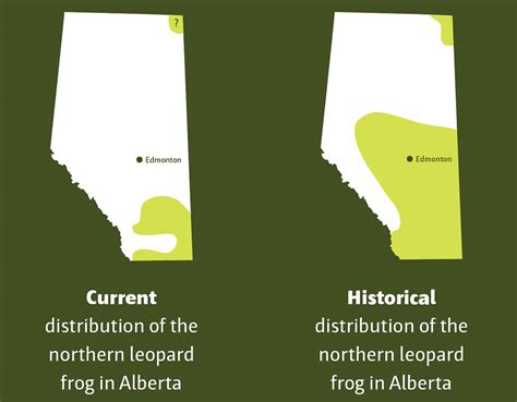 Northern Leopard Frog Breeding Program City Of Edmonton