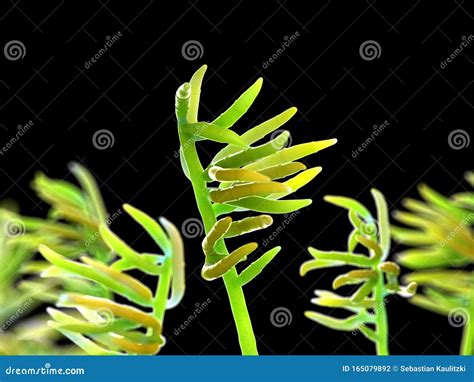 The Fusarium Mold Stock Illustration Illustration Of Dangerous