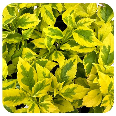 Duranta Erecta ‘gold Edge Davenport Garden Centre