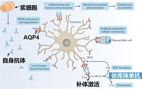 记住所有fda生物药 抗cd19 治疗视神经脊髓炎谱系疾病nmosd 昕越®伊奈利珠单抗 肖恩记药