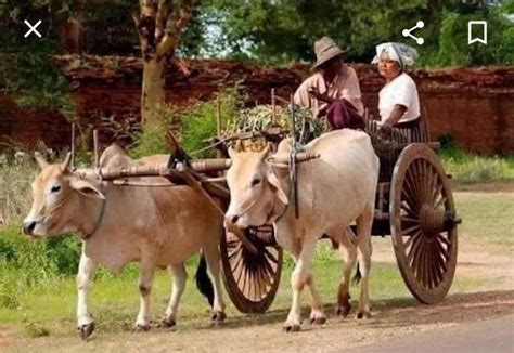 「bull」おしゃれまとめの人気アイデア｜pinterest｜manohar Natarajan