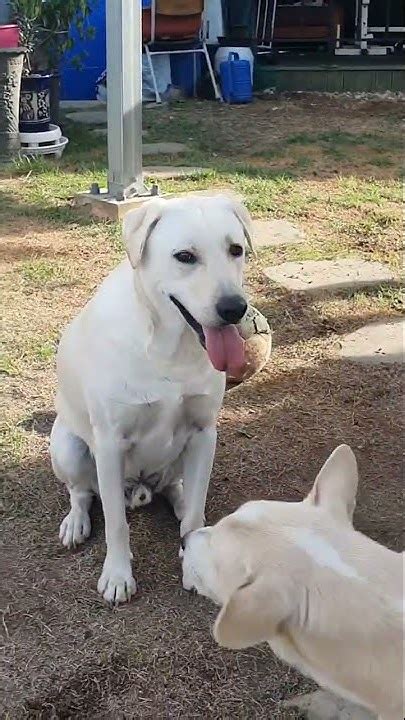 카메라만 보면 사진찍으라고 포즈 취하는 강아지 Youtube