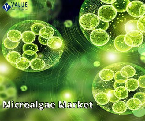 Value Market Research On Linkedin Microalgae Microalgae Market