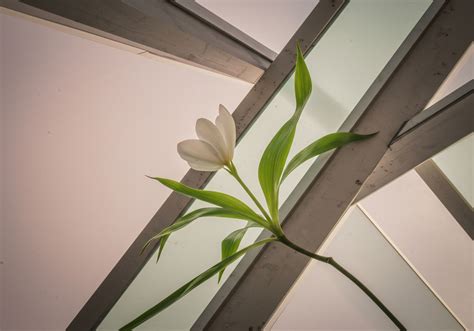 Cultural Transmission Processes → Term