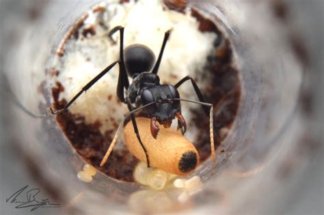 Cuttlefish Concept Walk It Like A Crab Cuttlefish Art By U