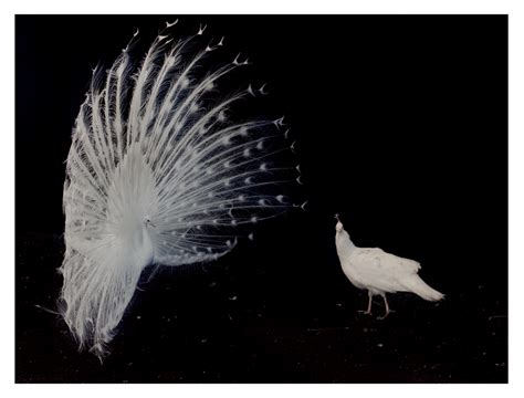 The Order Of The White Peacock — Gerald Jenkins Photographer