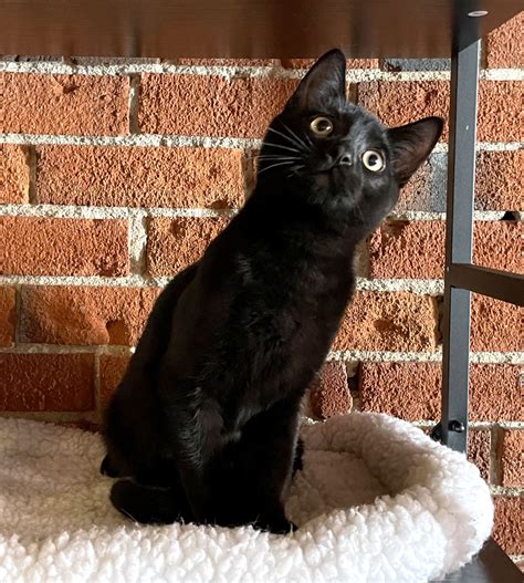 Onix Is Adopted Happy Cats Haven