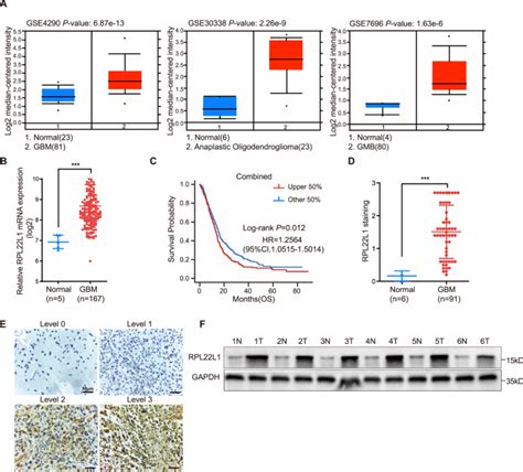 Rpl22l1，一种新的候选癌基因，通过激活胶质母细胞瘤中的 Stat3 促进替莫唑胺耐药 Cell Death And Disease X Mol