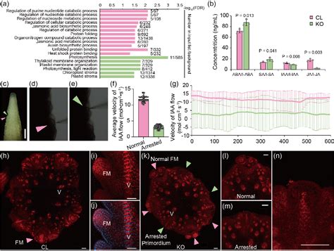 Figure 5 From Krn5b Regulates Maize Kernel Row Number Through Mediating Phosphoinositol