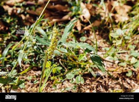 Southern Sandbur Cenchrus Echinatus Aka Spiny Sandbur Southern