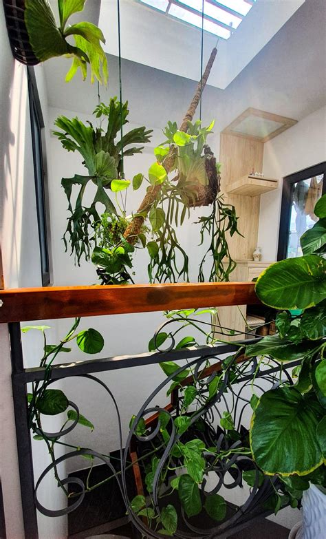 So Proud Of My Small Atrium View Rhouseplants