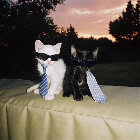 Goofy Cats Matching Pfp