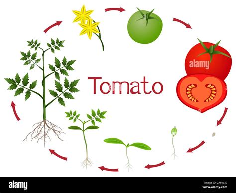 Tomato Plant Growth Stages Isolated On White Background Stock Vector