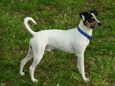 Fotos De Ratonero Bodeguero Andaluz Perros