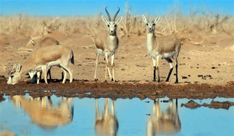 Нэн ховордсон хар сүүлт зээр агнасан хэргийг илрүүлжээ