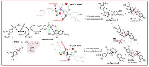 Phytophenol Dimerization Reaction From Basic Rules To