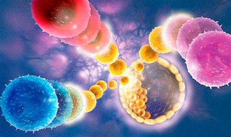 Transformer Cells Shaping Cellular ‘behaviour First Moscow State