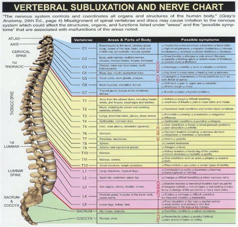 Spinal Nerve Chart Nervous System Artofit