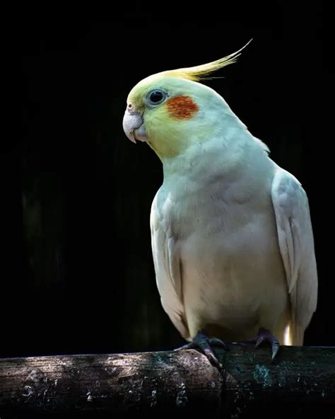 Lutino Cockatiel Nature Desire