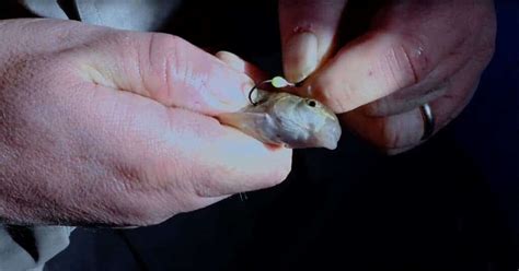 Expertly And Effectively Hook A Minnow For A Deadstick