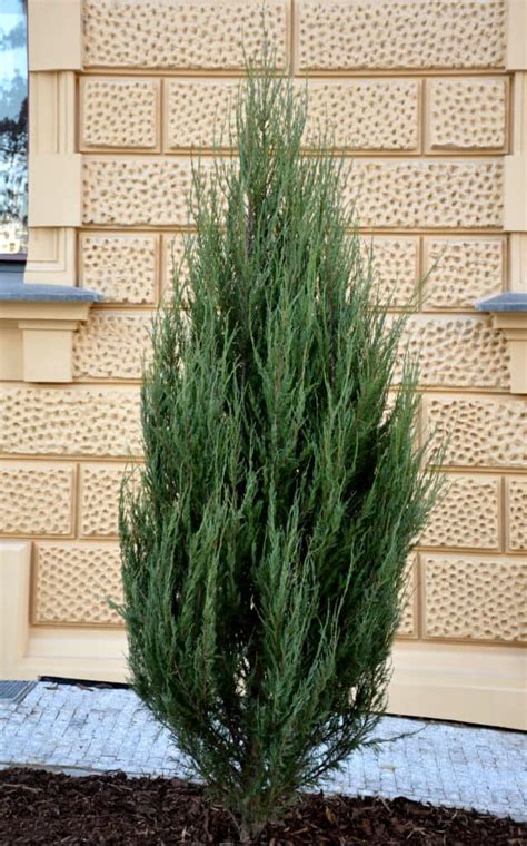 Blue Rocket Juniper