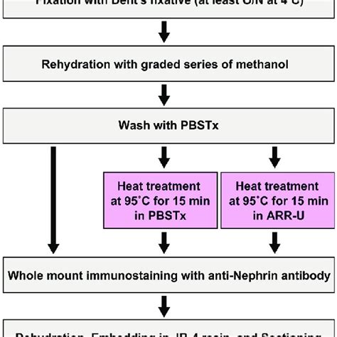 Antigen Retrieval Protocol For Dents Fixative Fixed Samples Heat Download Scientific Diagram
