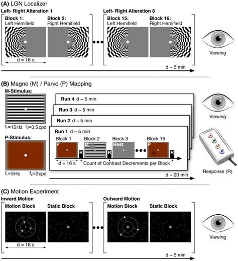 Experimental Design Of The Three Fmri Experiments A In The Lgn Download Scientific Diagram