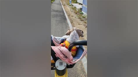 뚱채랑 아침에 자전거를 타보았다시추 자전거 Youtube