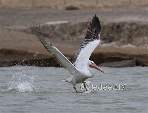 Хотон шувуу хууль бусаар агнаж хошуугаар нь морины хусуур хийсээр байна МБОИЗ