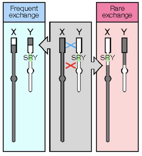 Lecture 19 Exceptions To Mendelian Inheritance Flashcards Quizlet