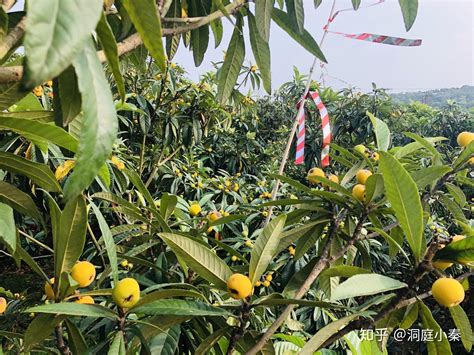 东山白玉枇杷什么时候成熟采摘？2021年 白玉枇杷上市时间 知乎