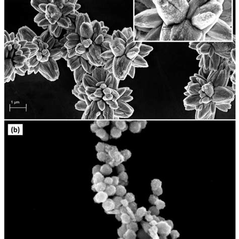 A FESEM Image Of ZnO Flower Like Catalyst B FESEM Image Of Download Scientific Diagram