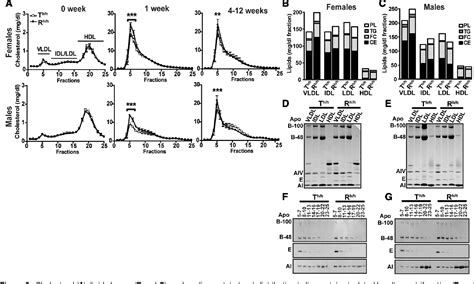 Figure 1 From Apolipoprotein E4 Domain Interaction Accelerates Diet Induced Atherosclerosis In