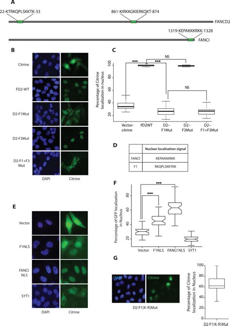 The Identification Of Fancd2 Dna Binding Domains Reveals Nuclear Localization Sequences Pmc