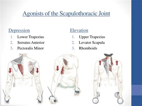 Ppt Anatomy And Kinesiology Of The Shoulder Girdle Powerpoint Presentation Id 2176688