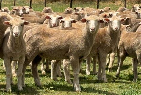 Scanned Ewes And Crossbred Lambs Sell Well On Auctionsplus Sheep Central