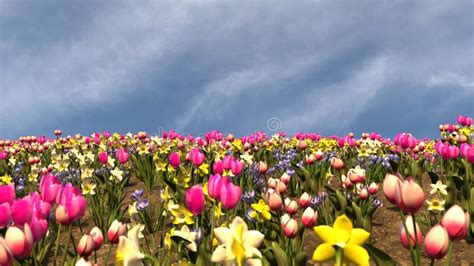 Beautiful Spring Flowers Tulips Daffodils And Crocuses Space For Text Stock Image Image Of
