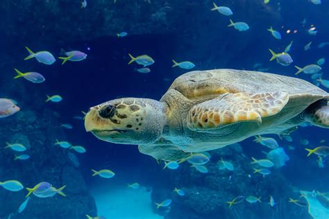 Donations To The Florida Aquarium The Florida Aquarium