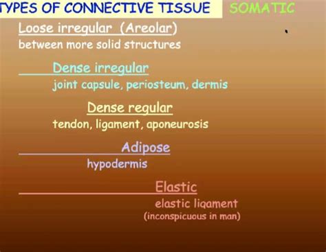 SOLUTION Connective Tissues Biology Studypool