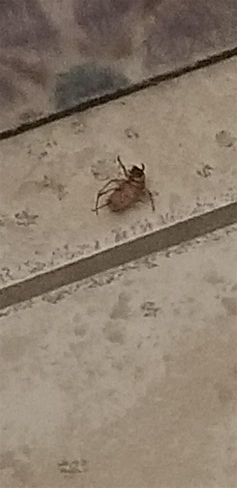 Found Dead In The House R Whatsthisbug