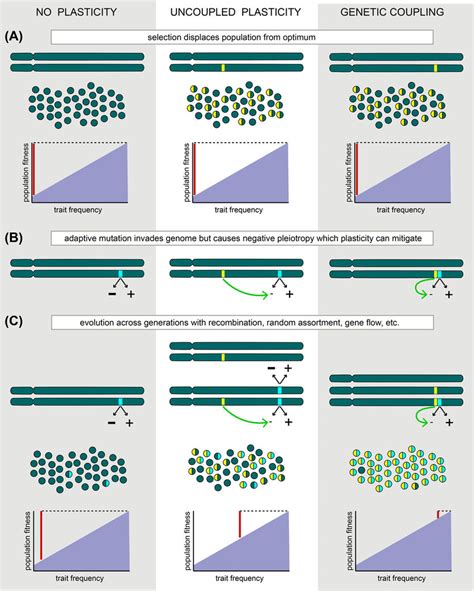 Simplified Illustration Depicting The Influence Of Genetic Architecture