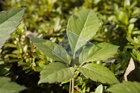 New Plastic Dissolves In The Ocean Overnight Leaving No Microplastics