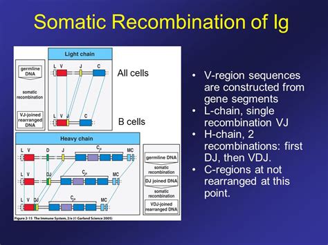Antibody Structure And The Generation Of B Cell Diversity Ppt Download