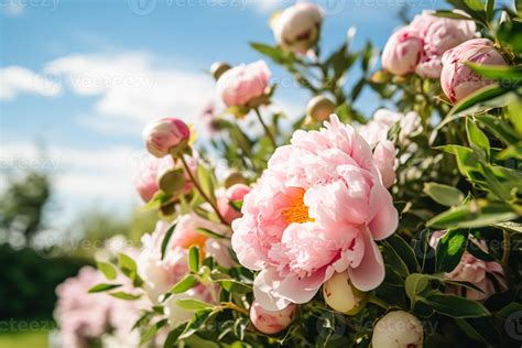 Flower Garden Gardening And Countryside Nature Beautiful Peony