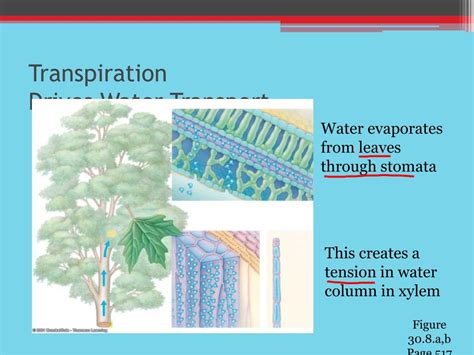 Ppt Chapter 30 Powerpoint Presentation Free Download Id2761072