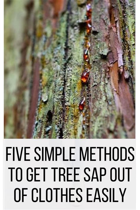 5 Methods To Get Tree Sap Out Of Clothes Easily