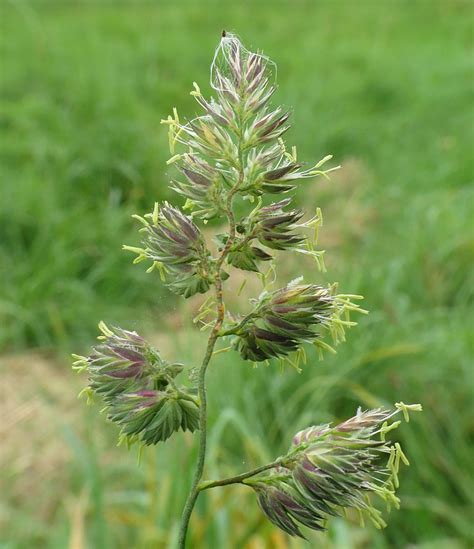 Cock S Foot Naturespot