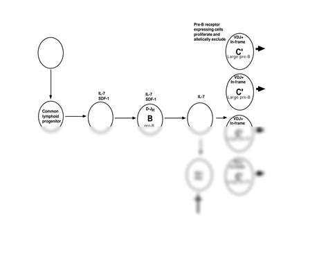 Solution Lymphocytes Cycle Studypool
