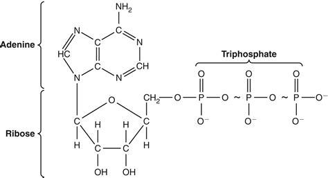 Metabolism Of Carbohydrates And Formation Of Adenosine Triphosphate Clinical Tree